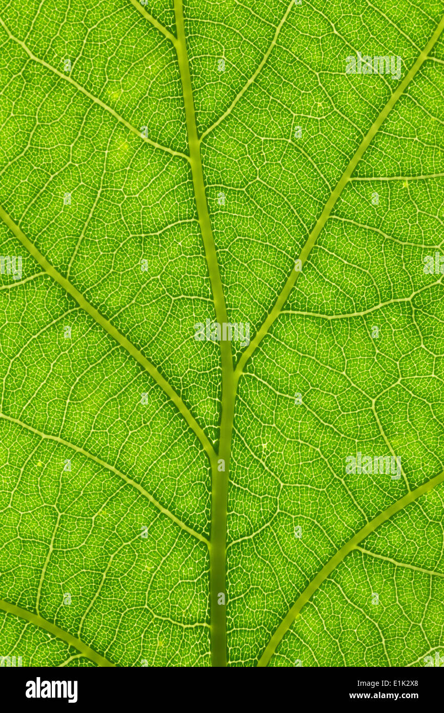 Oak palm hi-res stock photography and images - Alamy