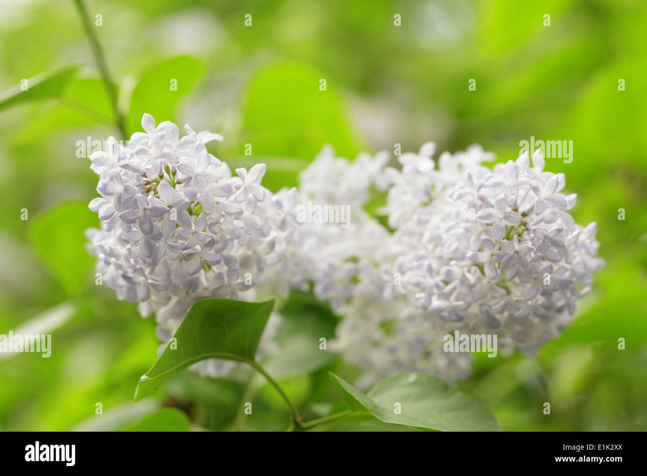 Lilacs tree flower hi-res stock photography and images - Alamy