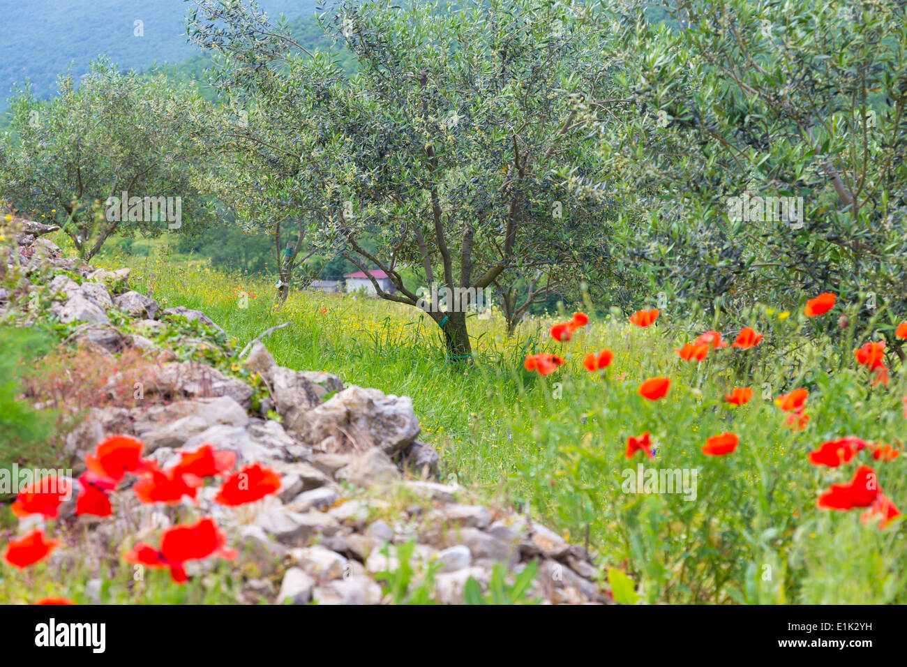 Red poppy olive tree hi-res stock photography and images - Alamy
