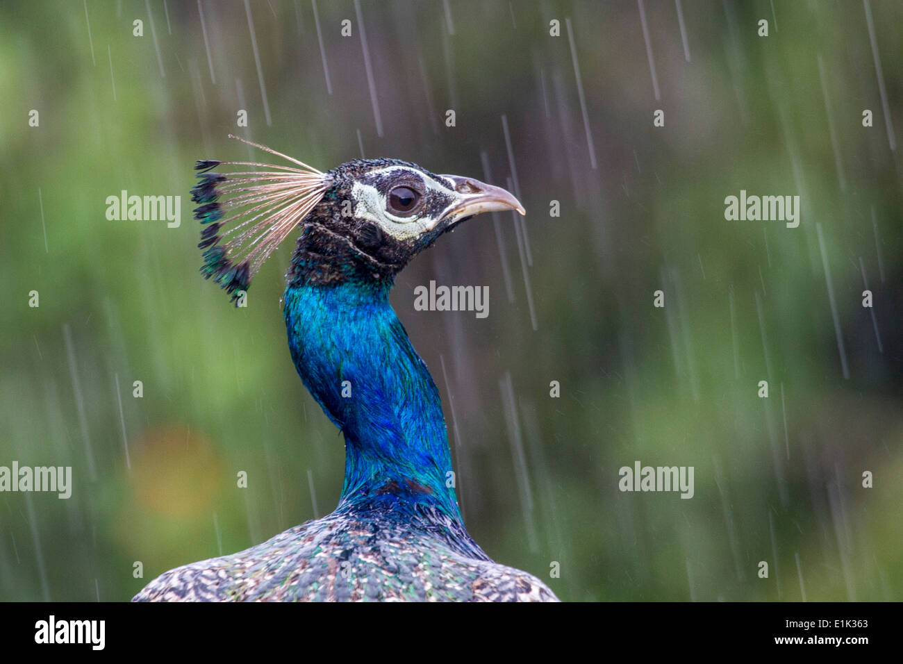 Peacock Pictures In Rain