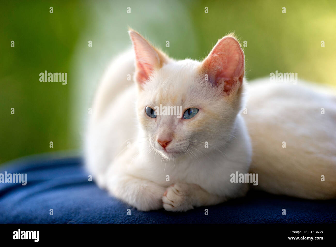 Kitten sun hi-res stock photography and images - Alamy