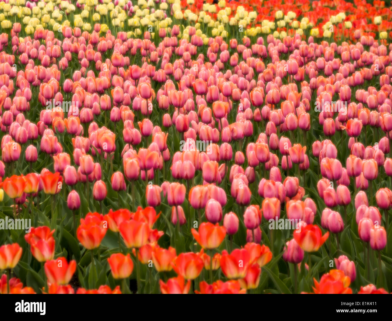Glowing Tulip Bed . Multicoloured tulips fill a flower bed at the ...