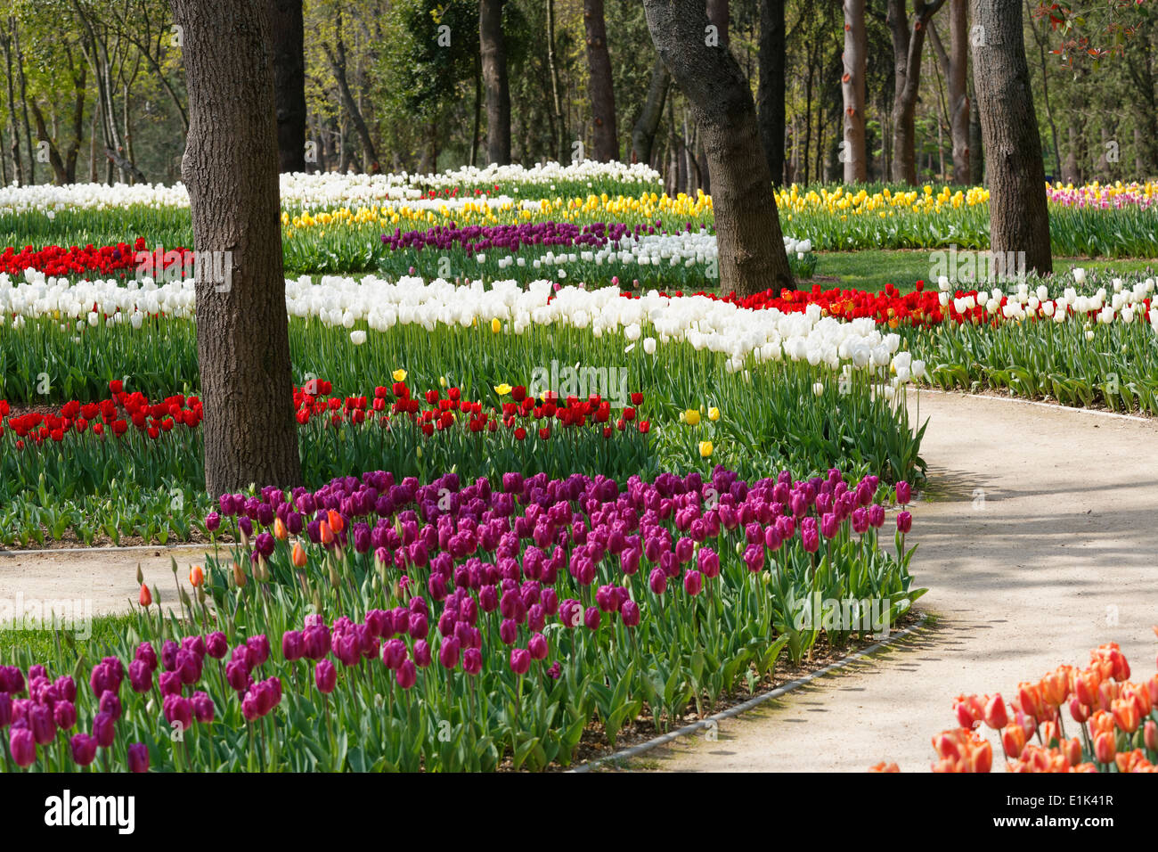Turkey, Istanbul, Emirgan Park, Tulip Festival, Tulip beds, Tulipa ...