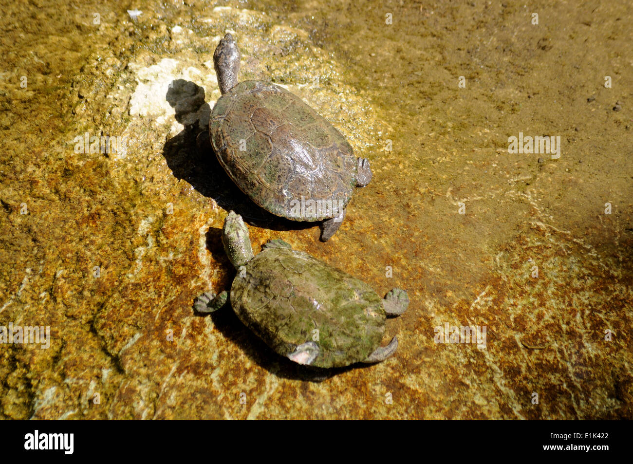Turtles swimming in a shallow pool Stock Photo - Alamy