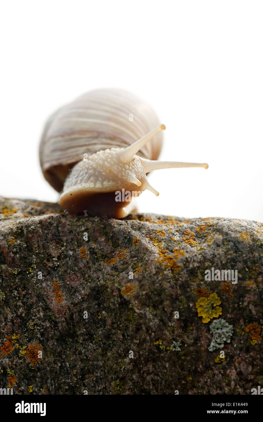 Edible snails on a stone Stock Photo - Alamy