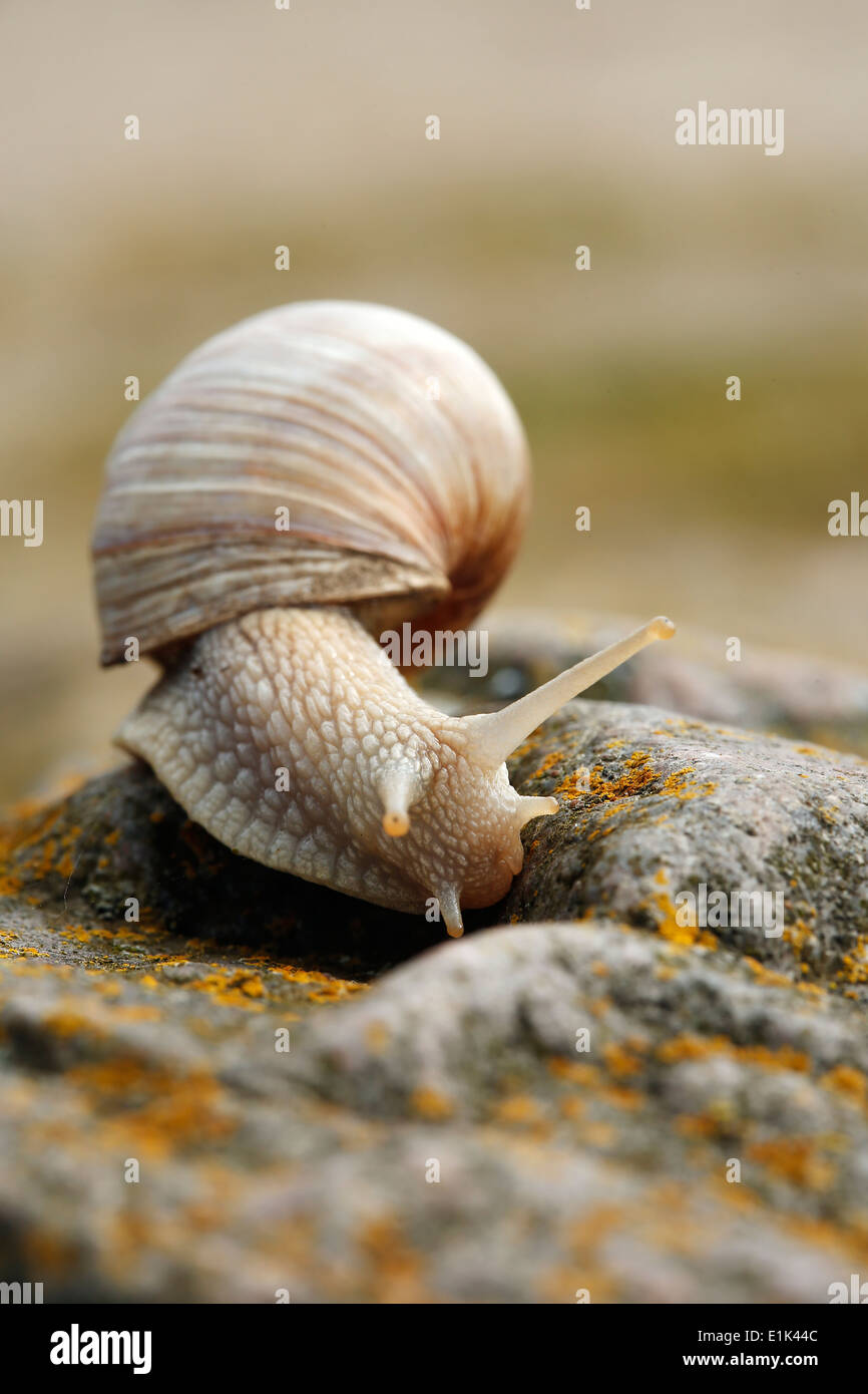 Edible snails on a stone Stock Photo - Alamy