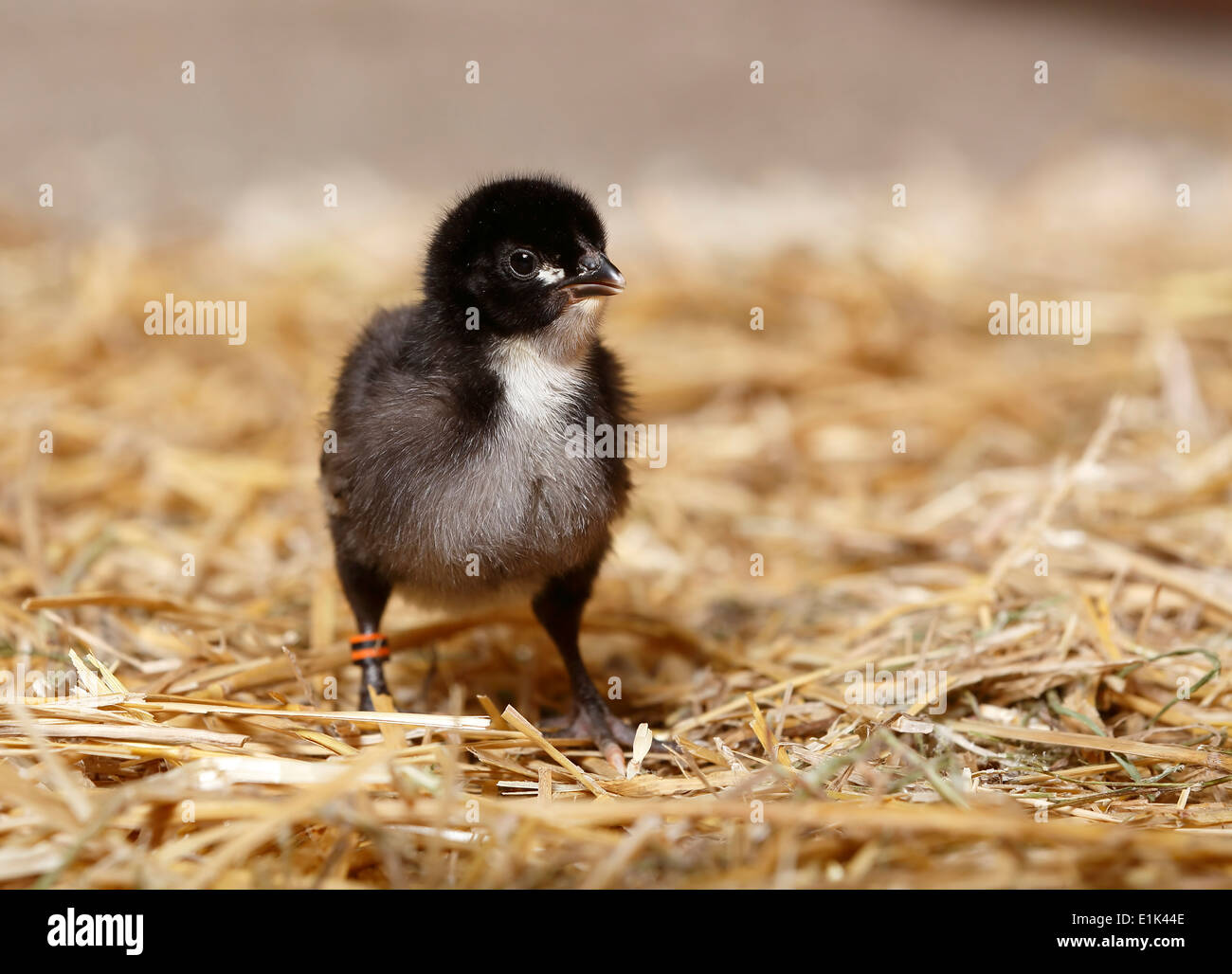 Baby chicken standing on straw Stock Photo - Alamy