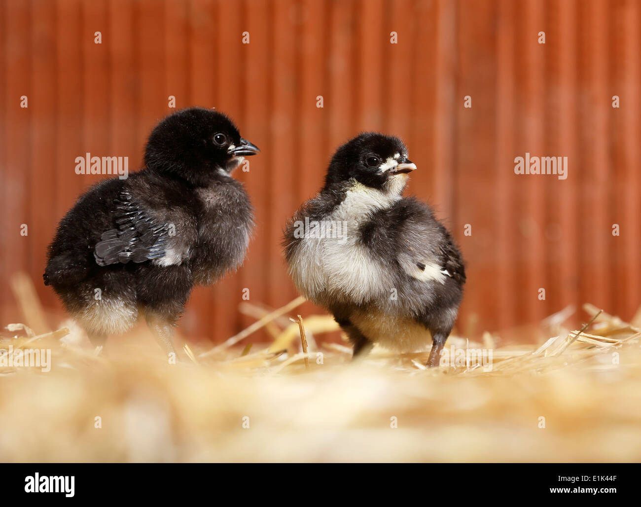 Young chickens on poultry farm hi-res stock photography and images - Alamy