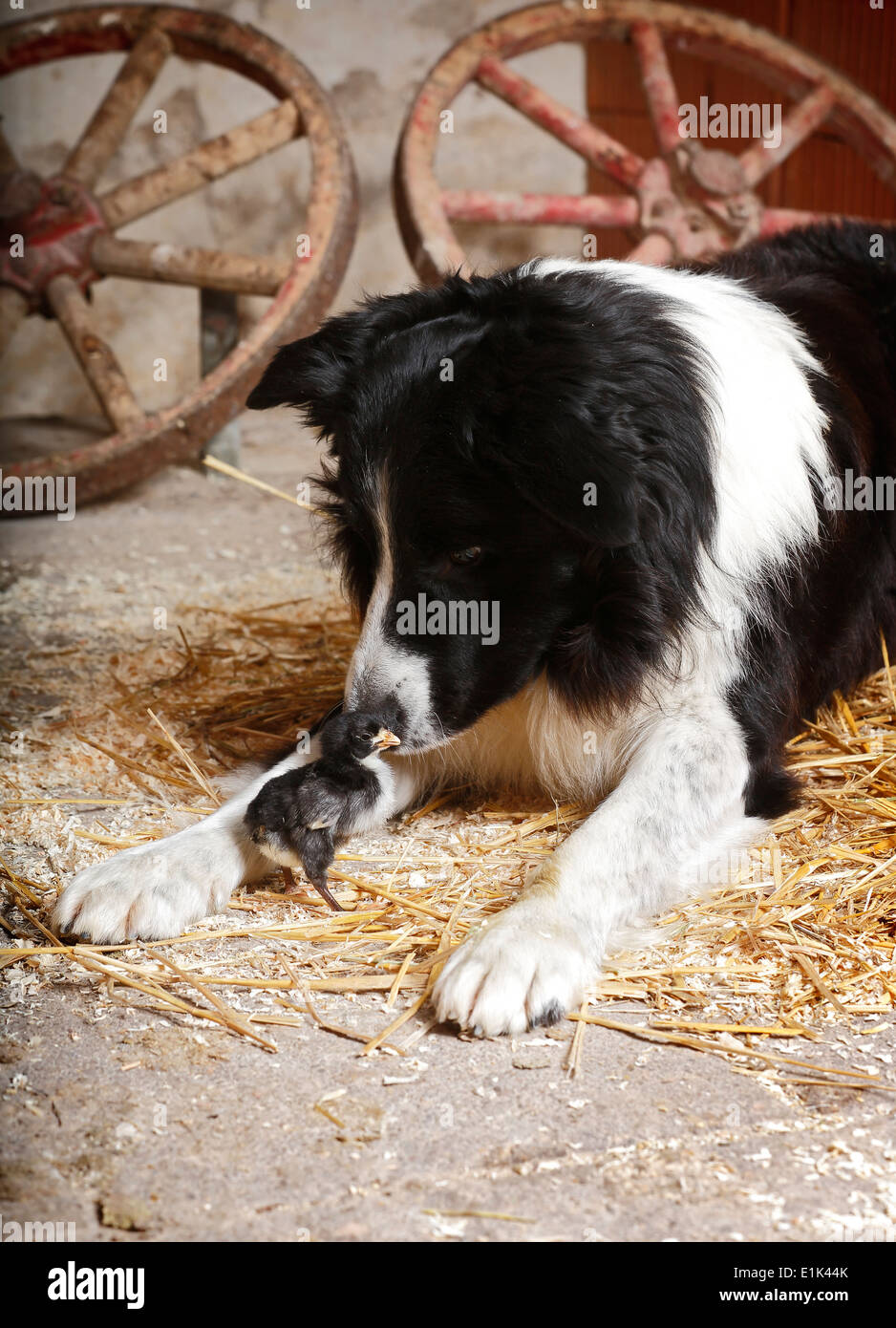 Border Collie sniffing at baby chicken Stock Photo - Alamy