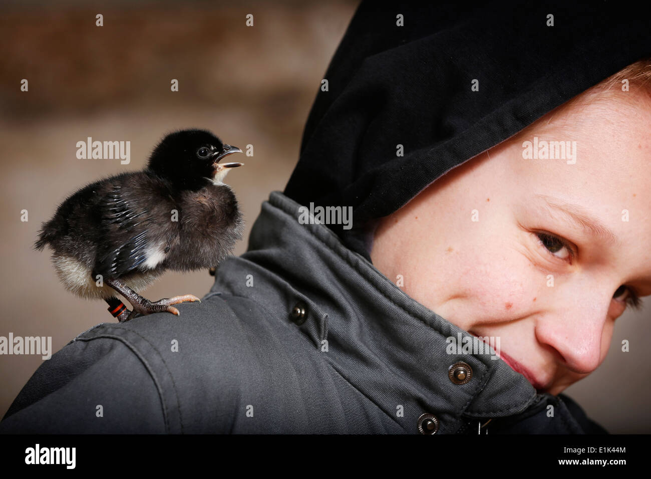 Baby chicken standing on shoulder of boy Stock Photo - Alamy