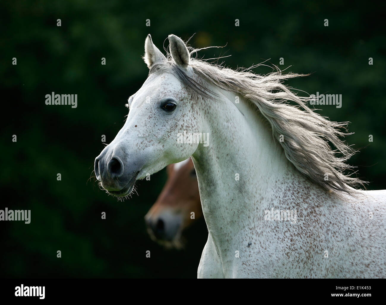 Germany, Baden-Wuerttemberg, Arabian horse, Equus ferus caballus Stock ...