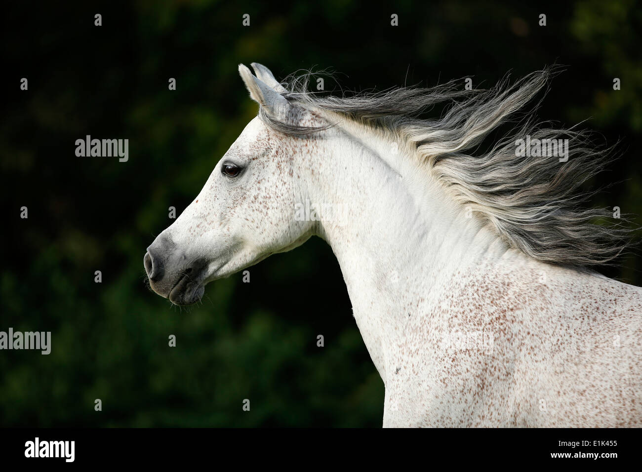 Germany, Baden-Wuerttemberg, Arabian horse, Equus ferus caballus ...