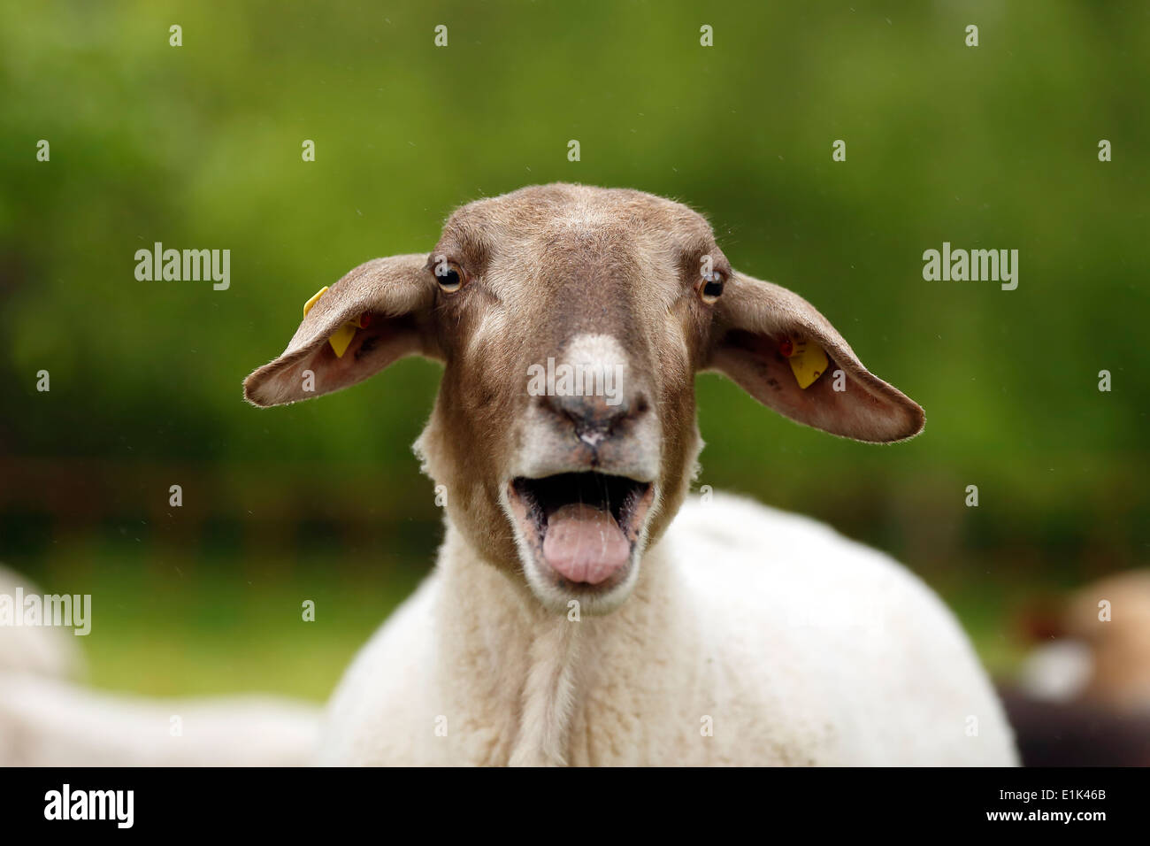 Sheep open mouth hi-res stock photography and images - Alamy