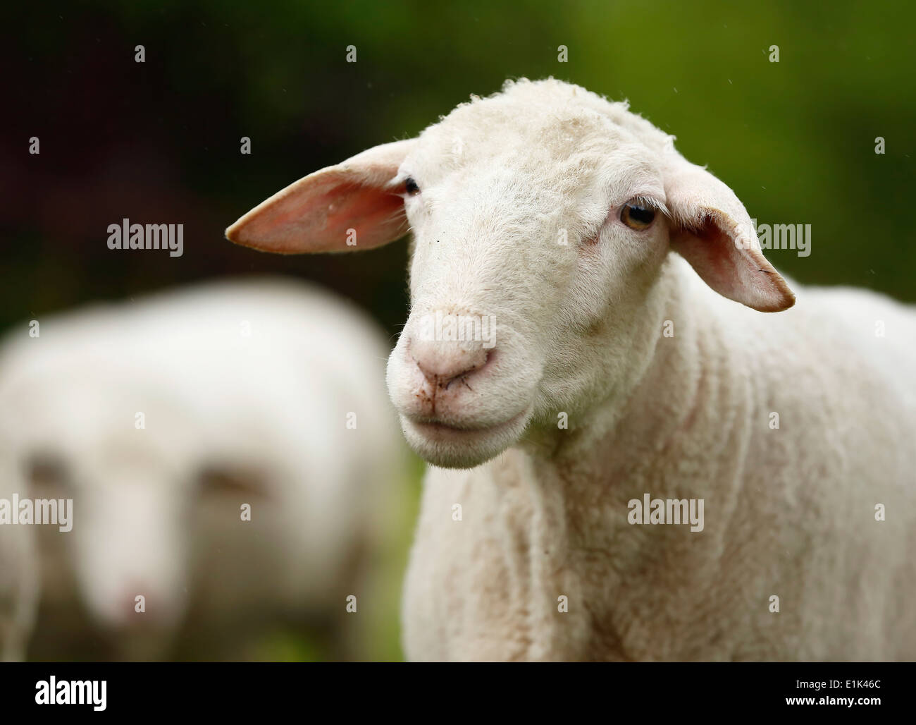 Bleating domestic sheep, Ovis orientalis aries Stock Photo - Alamy