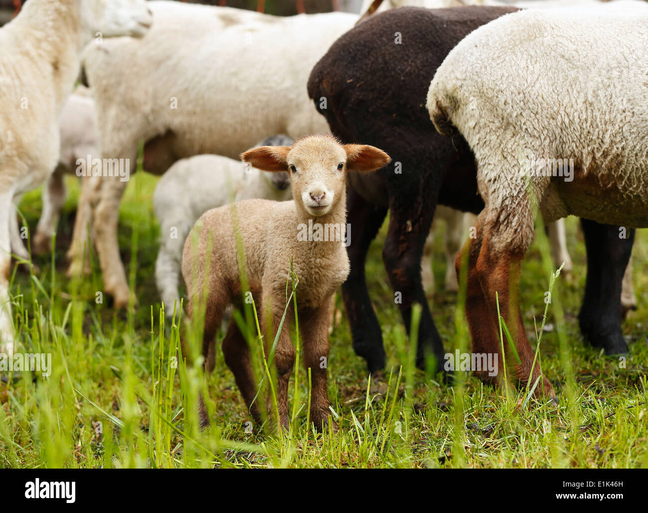 Brown lamb, Ovis orientalis aries Stock Photo - Alamy