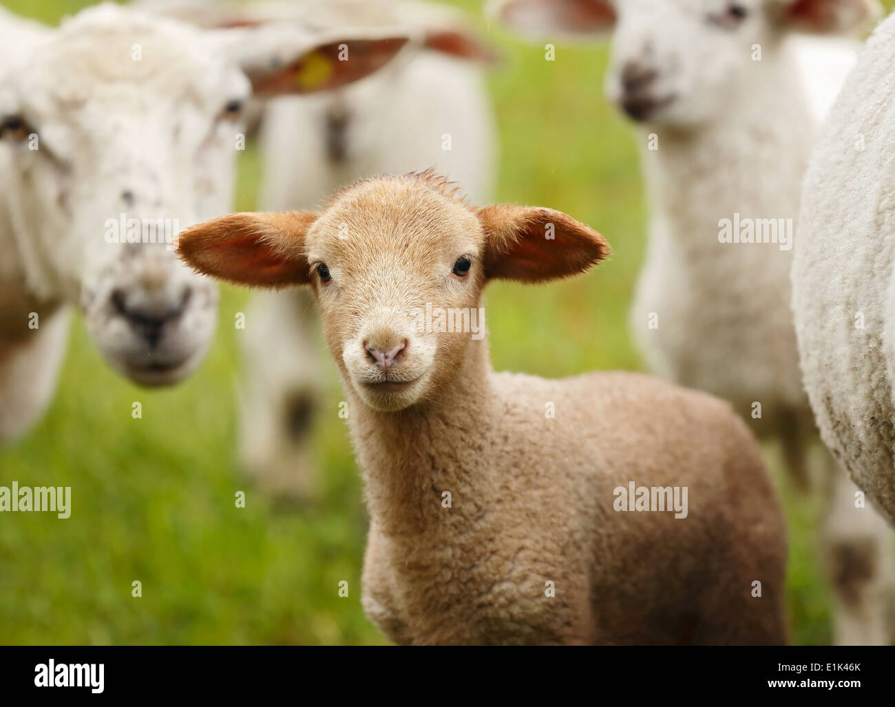 Portrait of brown lamb, Ovis orientalis aries Stock Photo - Alamy
