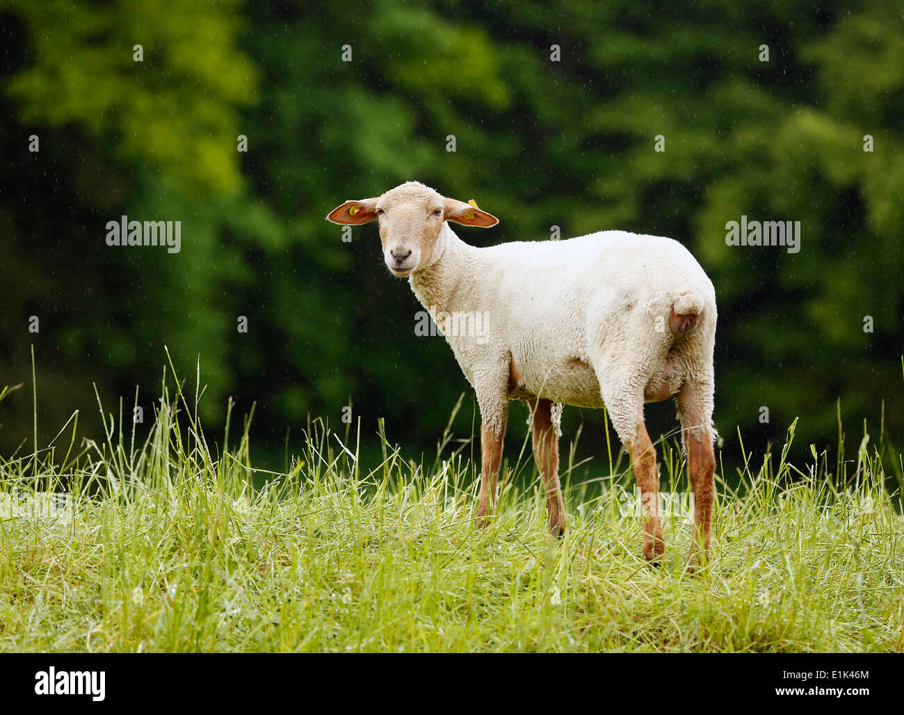Domestic sheep, Ovis orientalis aries, standing at rain on meadow Stock ...
