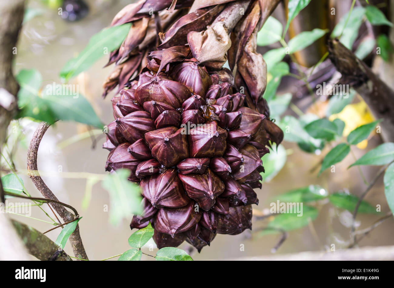 Thailand, Ko Yao Noi, Laem Sak, Fruit of a Nipa palm Stock Photo - Alamy