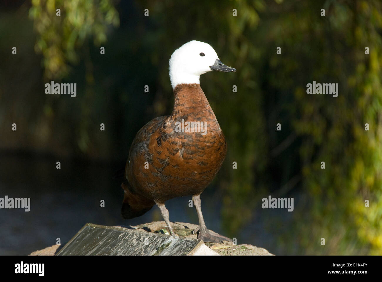 Male paradise duck hi-res stock photography and images - Alamy