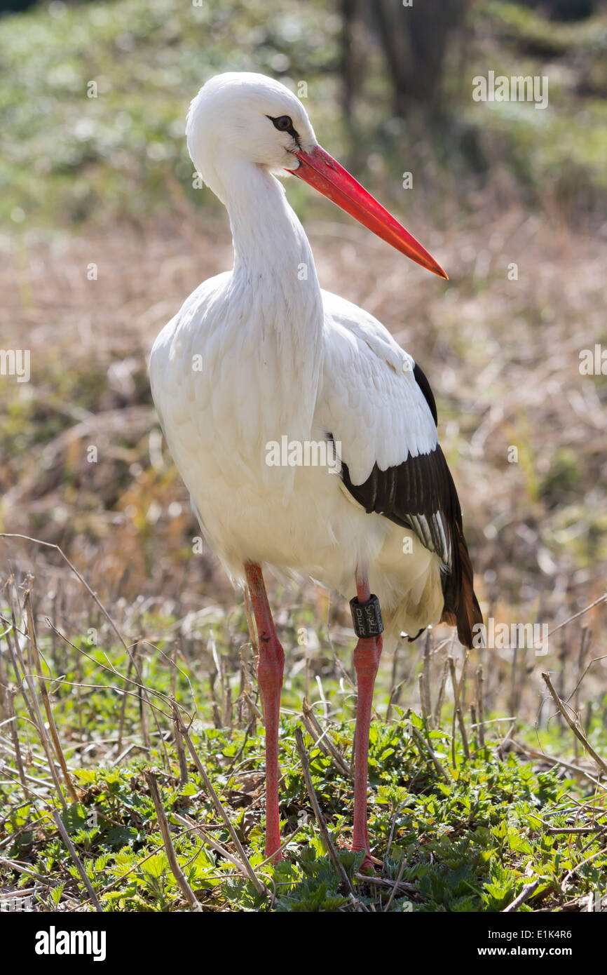 Portrait of stork Stock Photo - Alamy