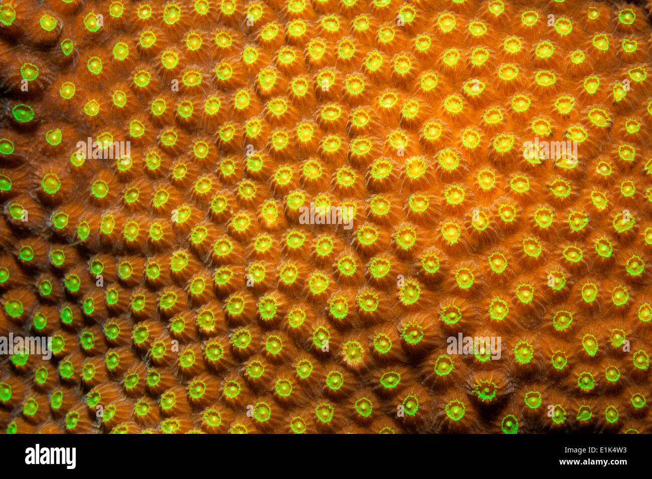 Caribbean, Antilles, Curacao, Westpunt, Star coral, Astroides ...