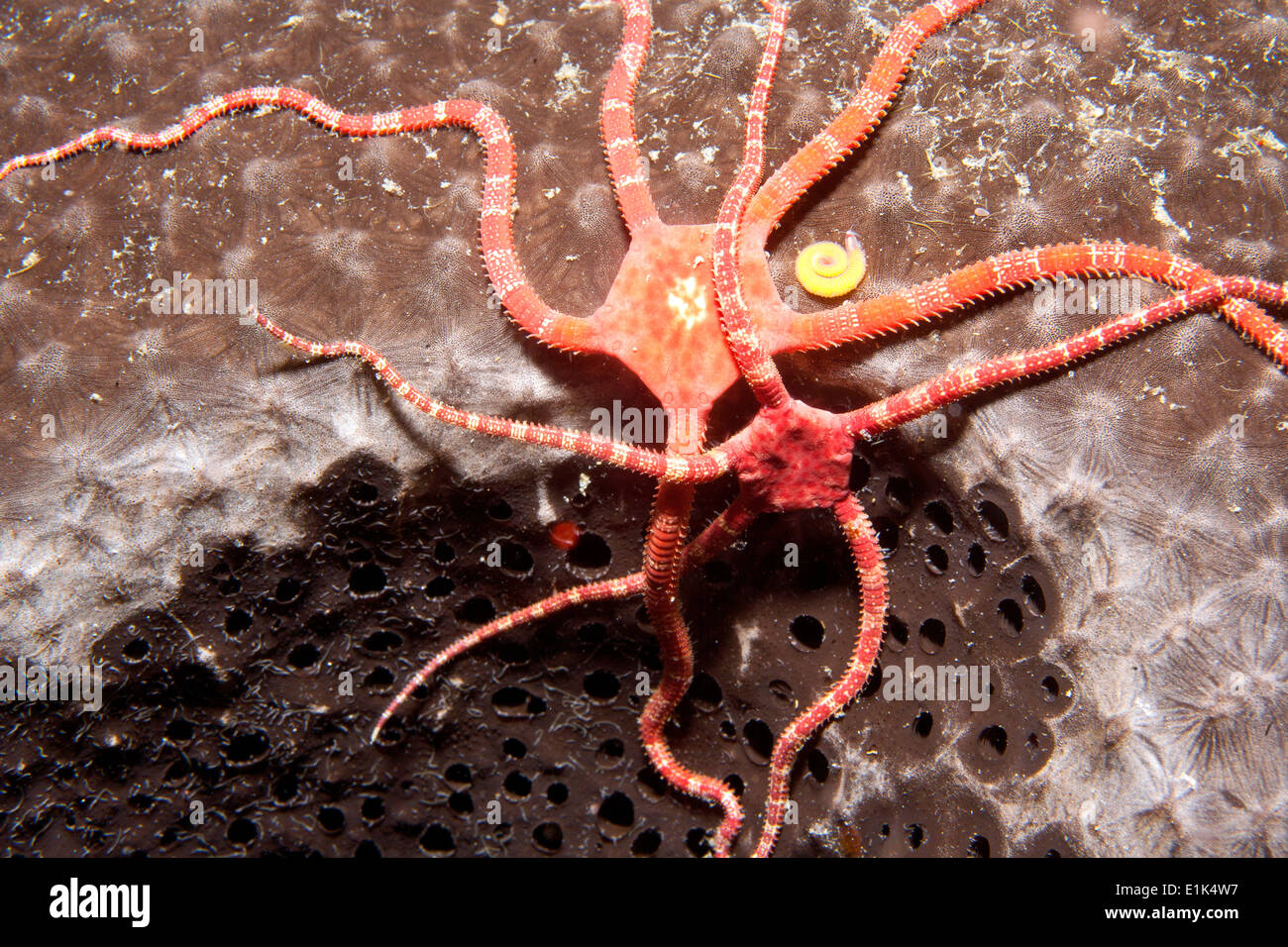 Caribbean, Antilles, Curacao, Westpunt, Ruby Brittle Stars, Ophioderma ...