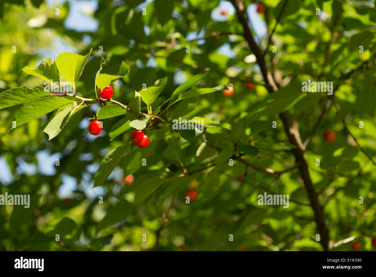 Cherry tree fruit tree hi-res stock photography and images - Alamy