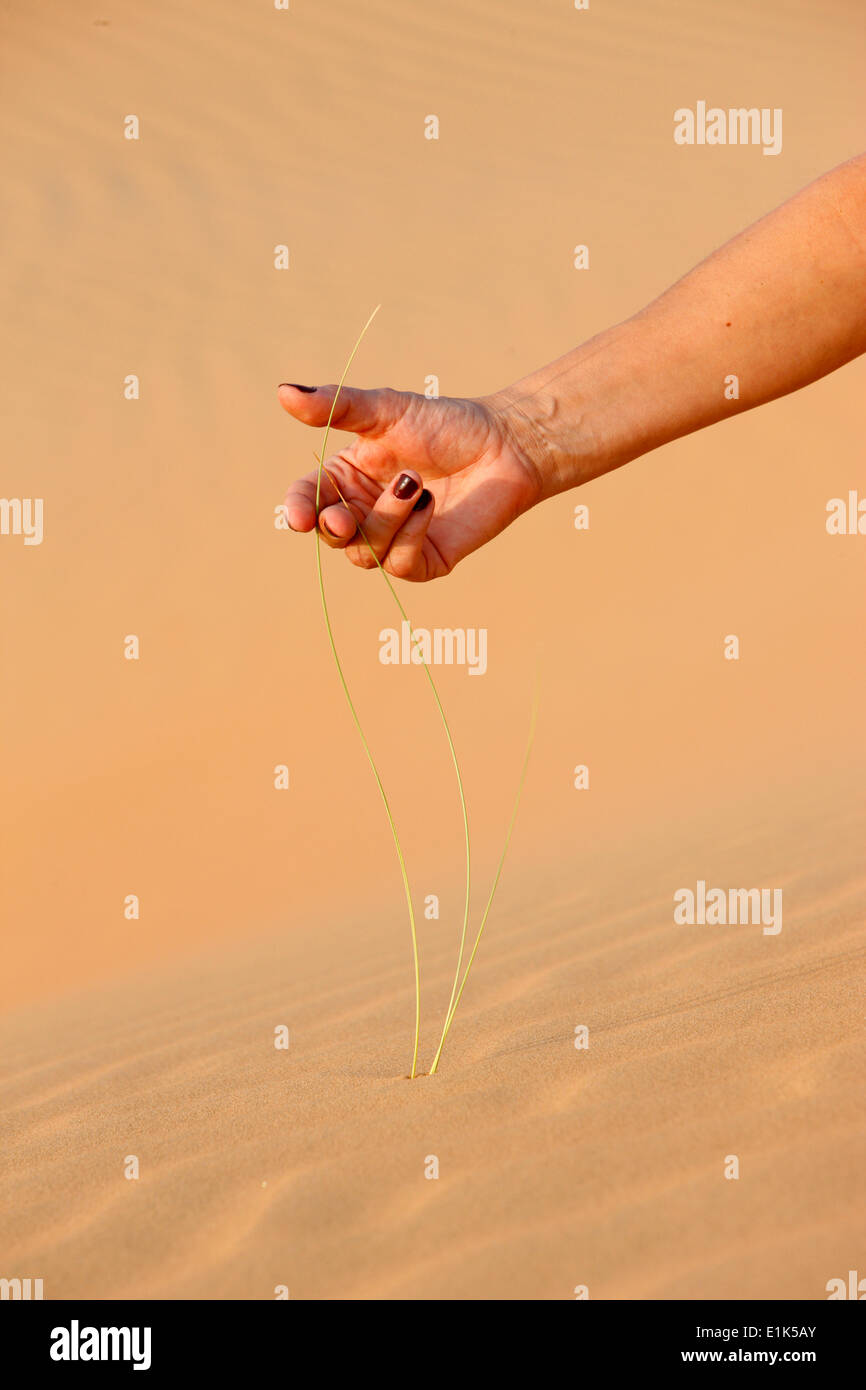 Desert plant hi-res stock photography and images - Alamy