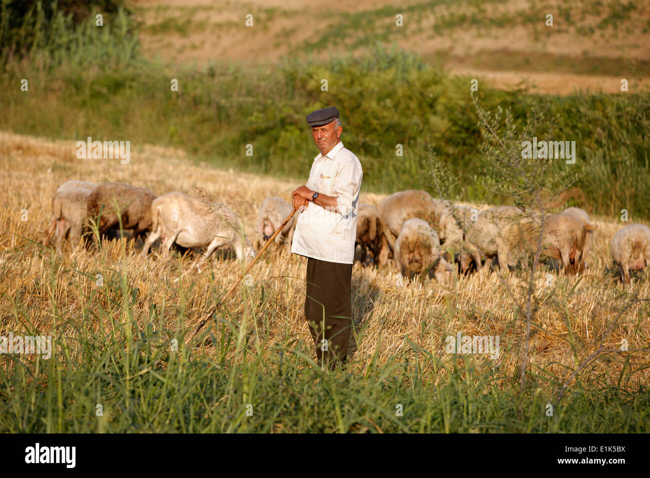 Albanian shepherd hi-res stock photography and images - Alamy