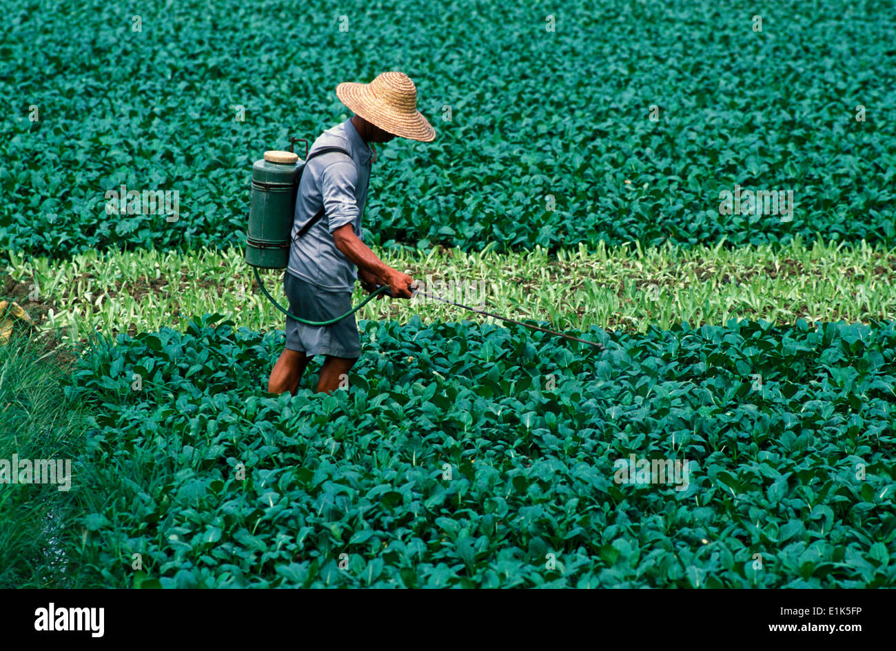 Man spraying pesticides Stock Photo - Alamy