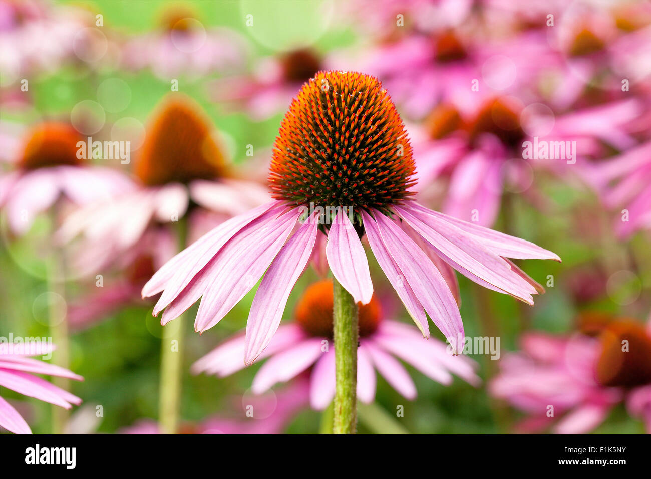 Cone flowers (Echinacea) close up Stock Photo - Alamy