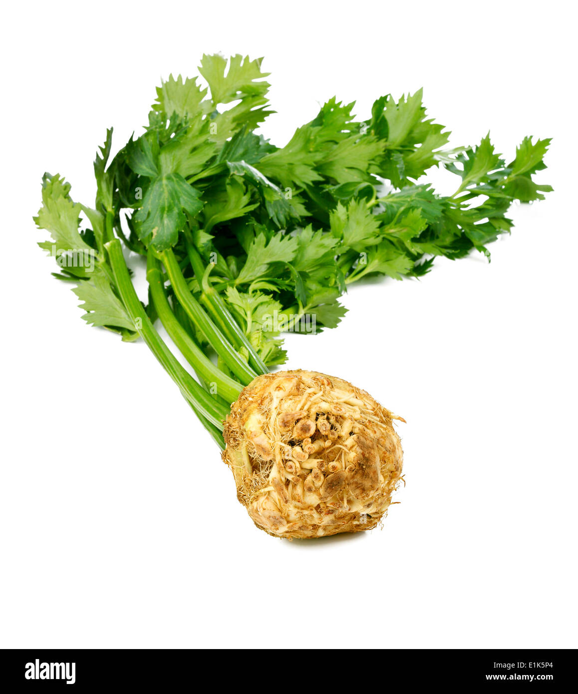 Celeriac (Apium graveolens var rapaceum) against a white background ...
