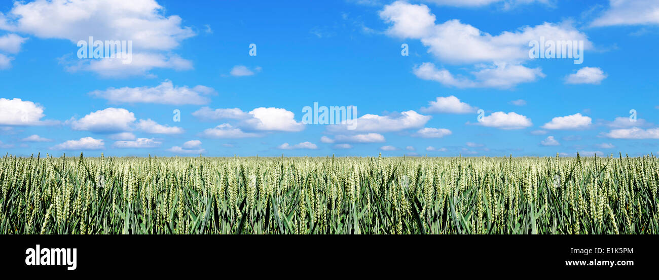 Wheat field Kansas USA Stock Photo - Alamy