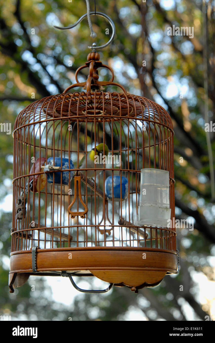 Bird singing contest Stock Photo - Alamy