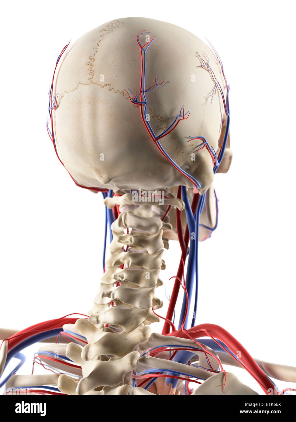 Veins And Arteries Of The Neck