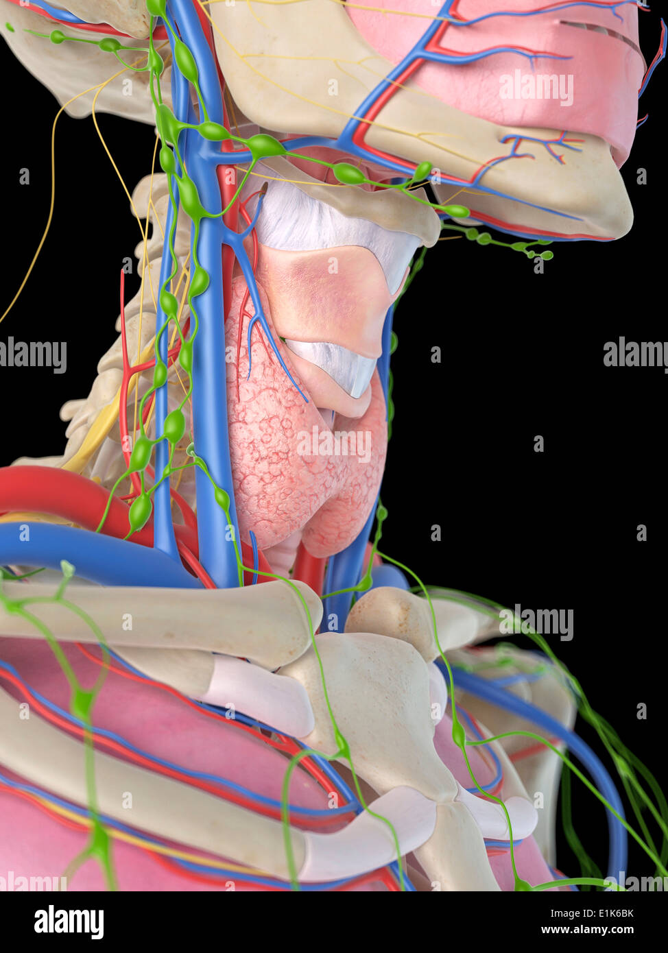 Human neck and throat computer artwork Stock Photo - Alamy