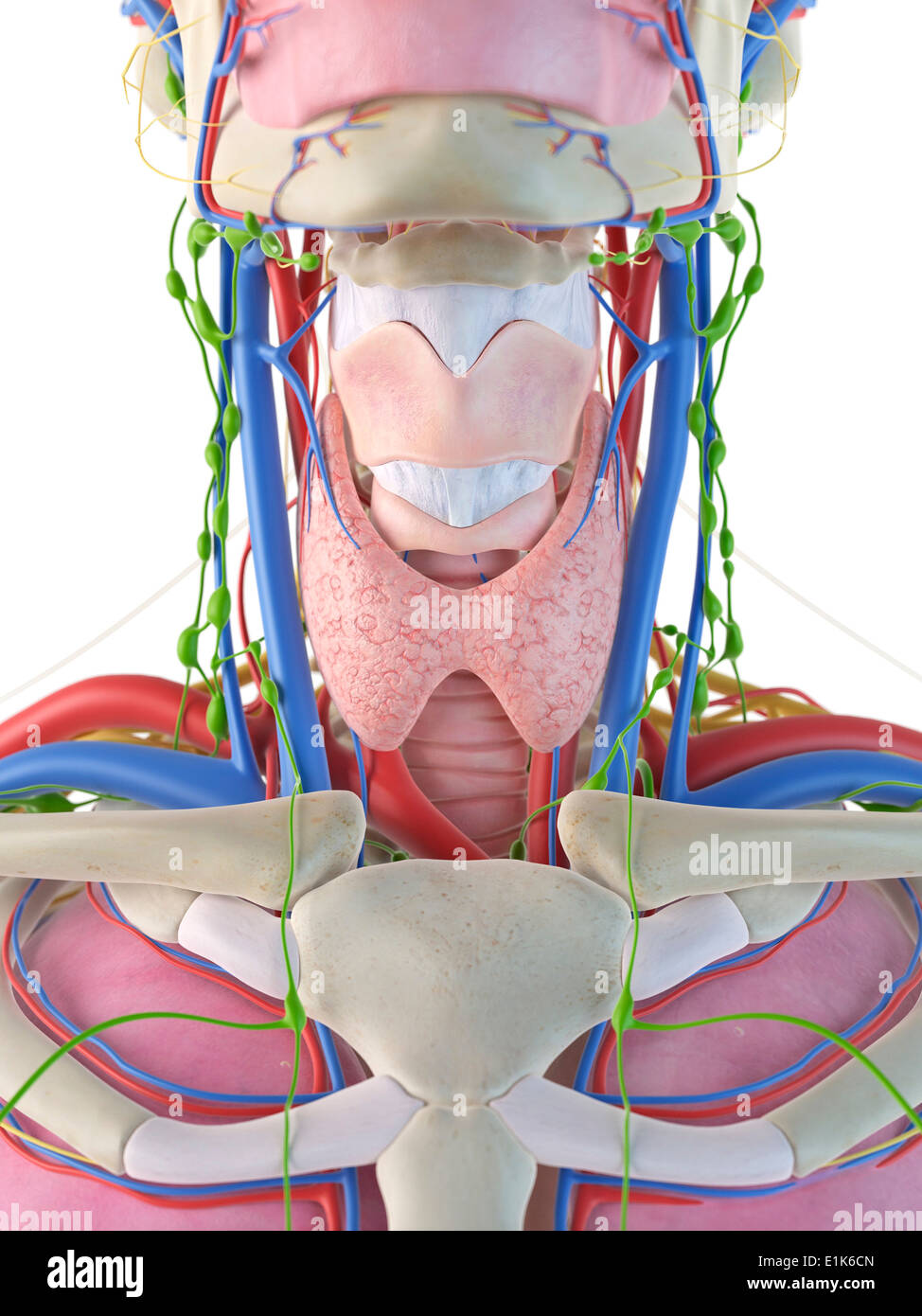 Human neck and throat computer artwork Stock Photo - Alamy
