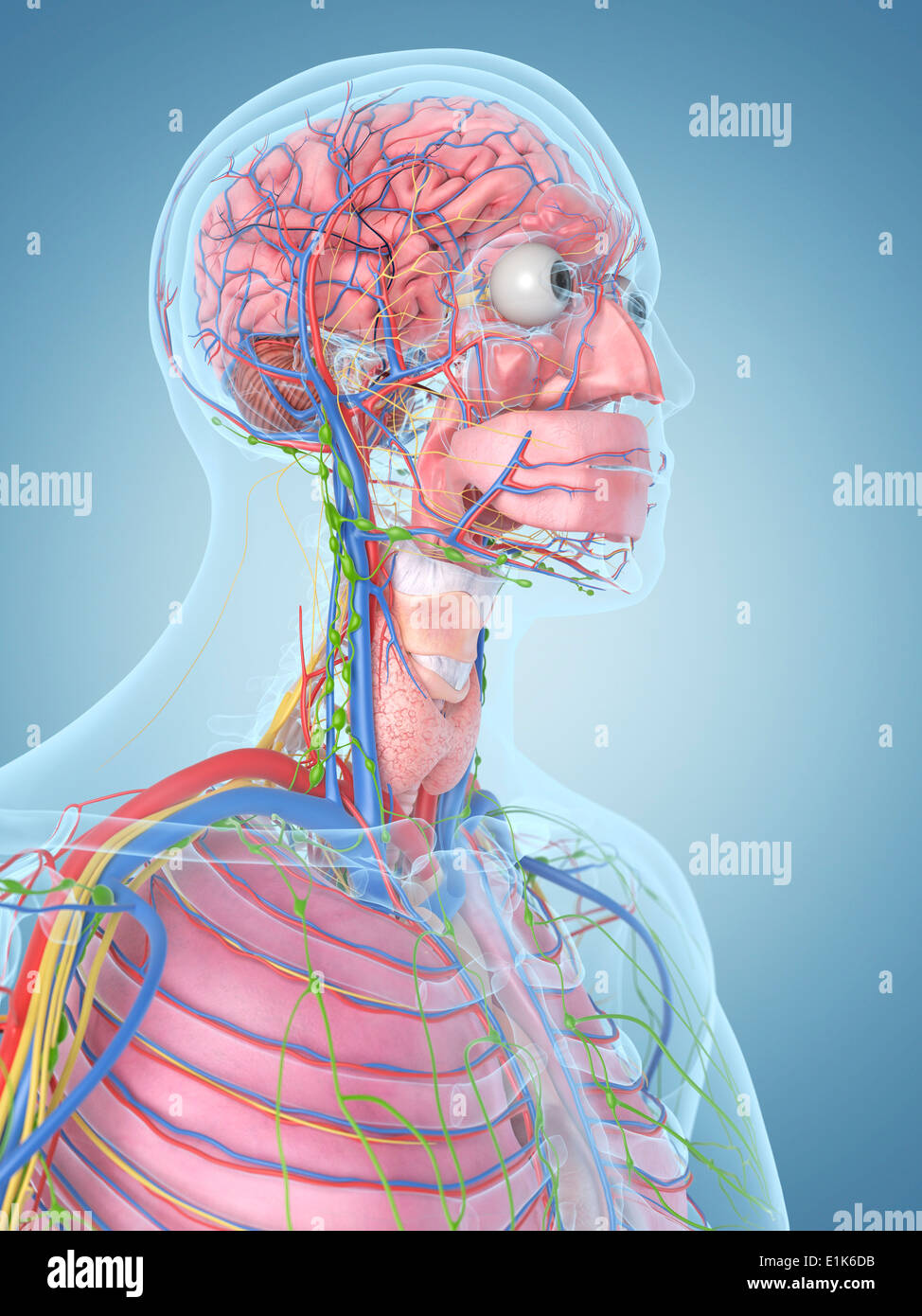 Human head and blood vessels computer artwork Stock Photo - Alamy