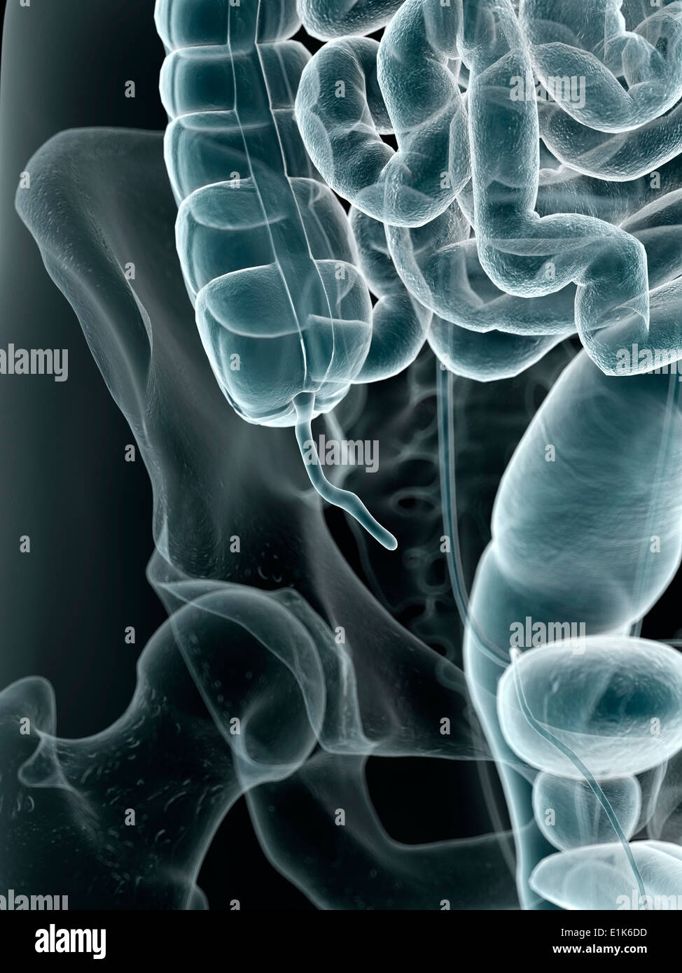 Human appendix hi-res stock photography and images - Alamy