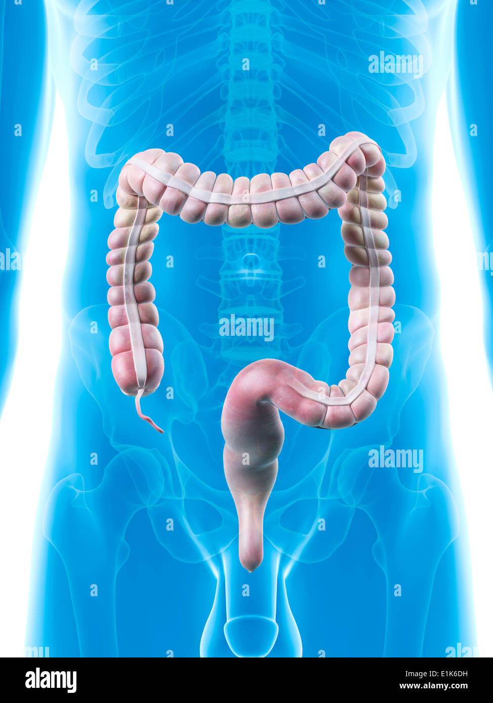 Human body large intestine hi-res stock photography and images - Alamy
