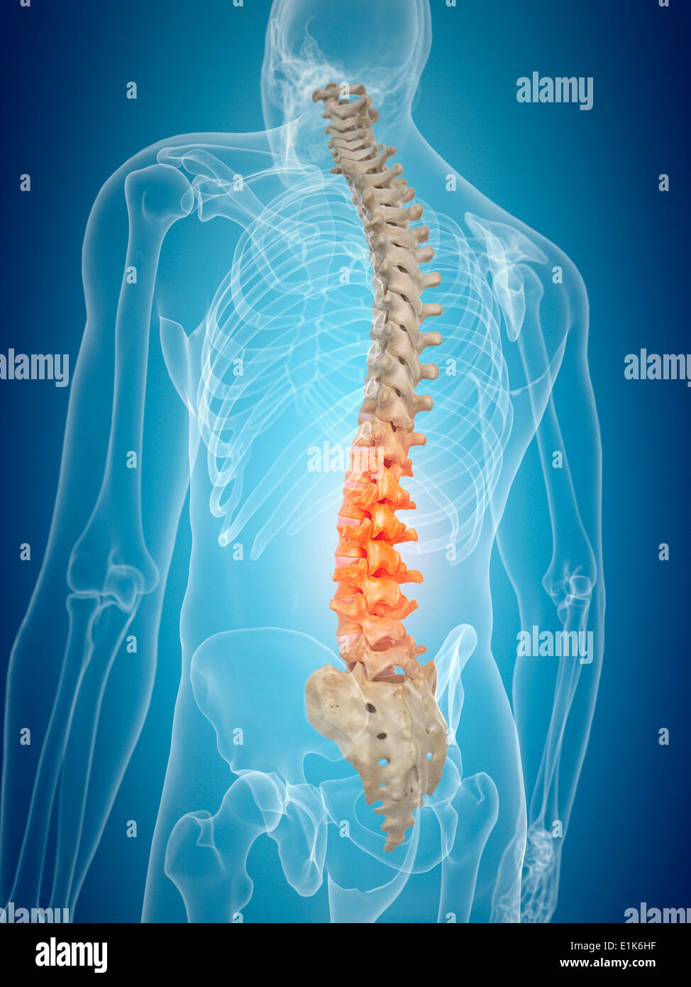 Human spine computer artwork Stock Photo - Alamy