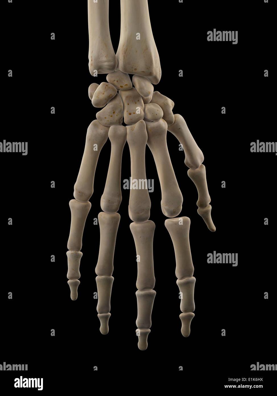 Human hand bones hi-res stock photography and images - Alamy