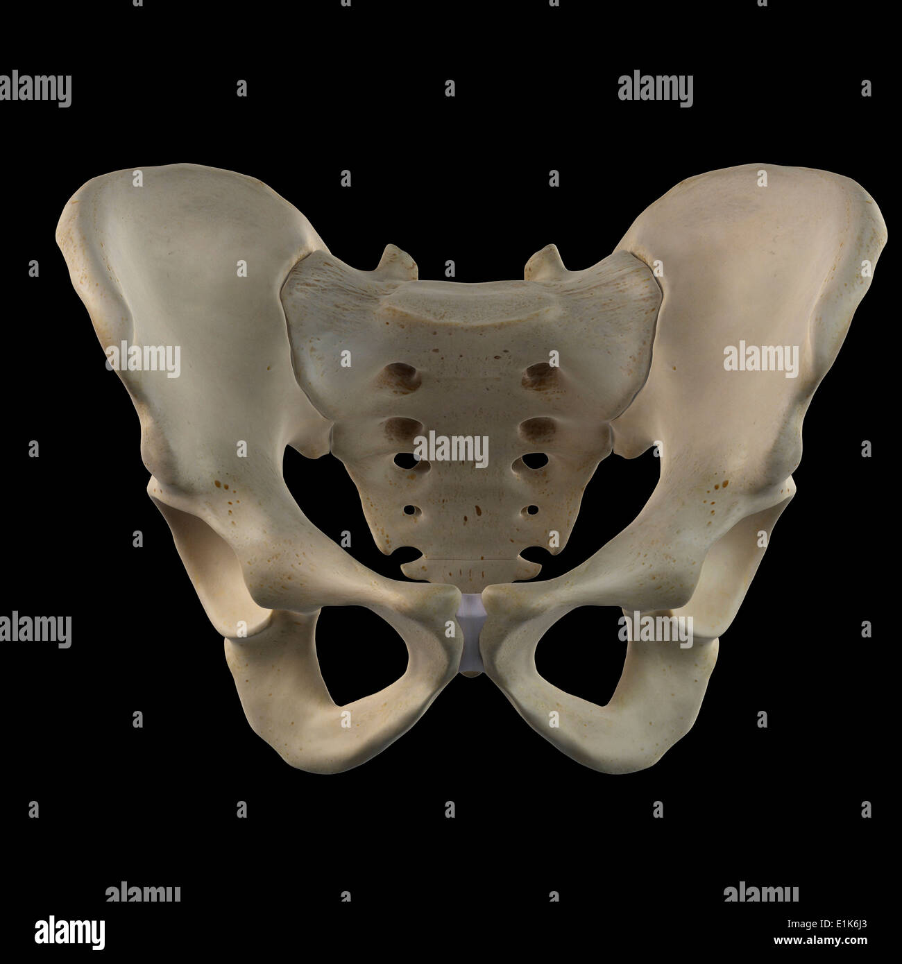 Human hip bone computer artwork Stock Photo - Alamy