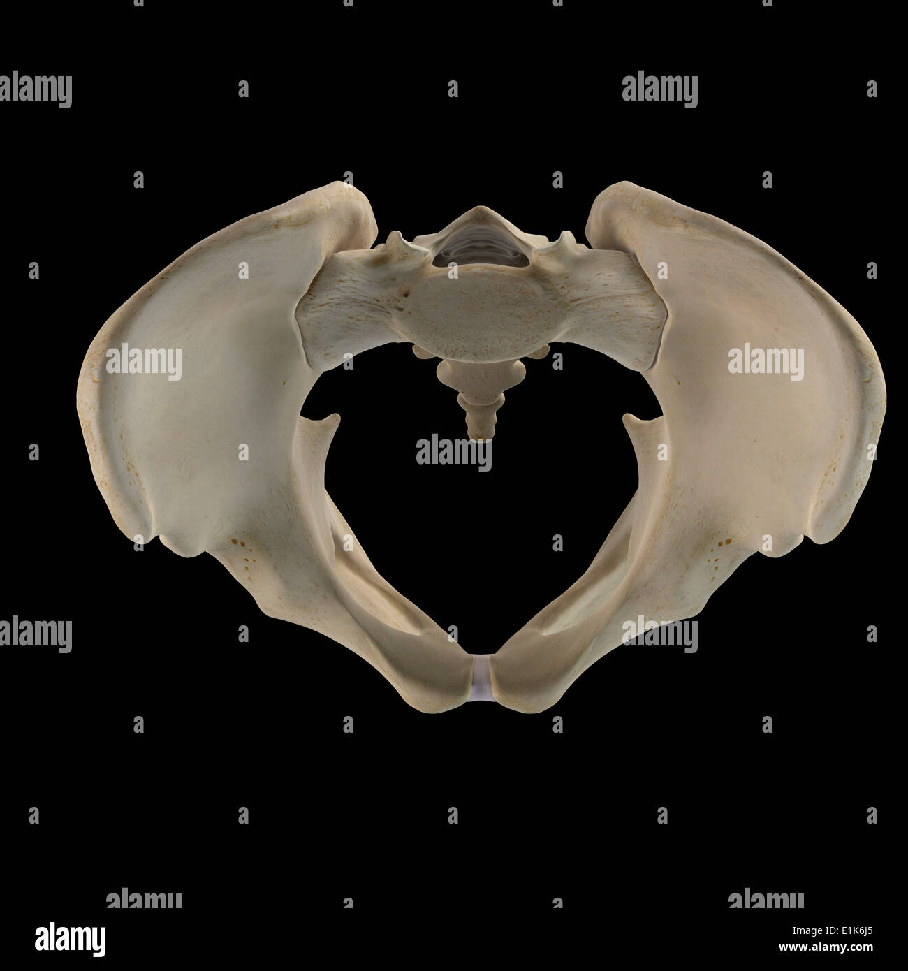 Human hip bone computer artwork Stock Photo - Alamy