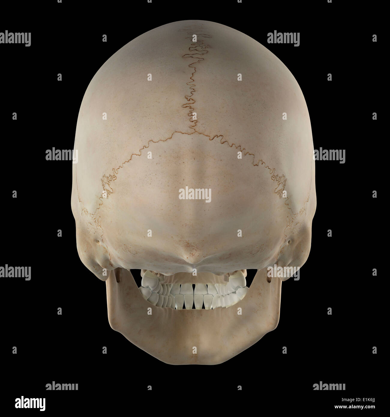 Human skull computer artwork Stock Photo - Alamy