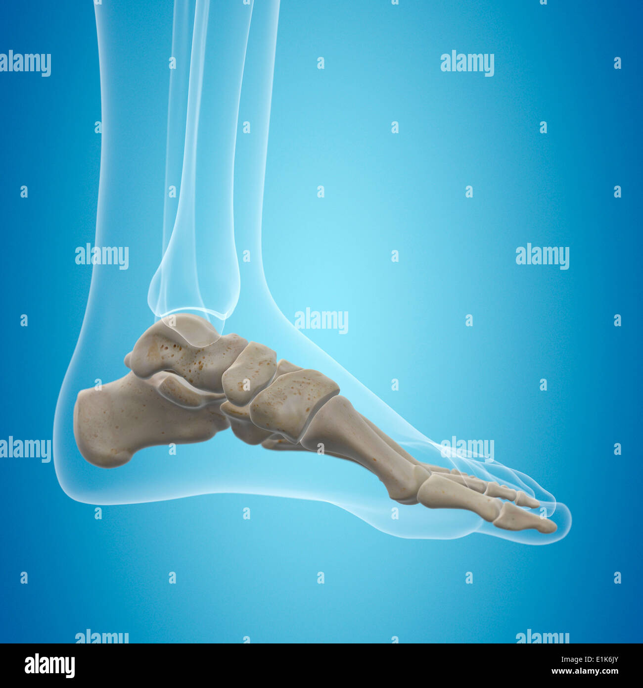 Human foot bones computer artwork hi-res stock photography and images ...