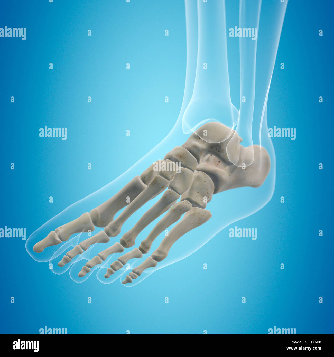 Toe bones hi-res stock photography and images - Alamy