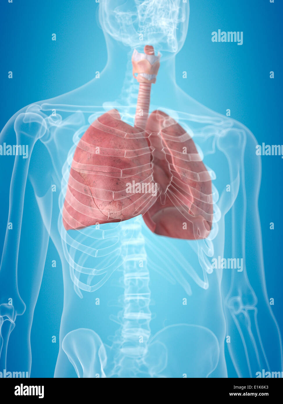 Human lungs computer artwork Stock Photo - Alamy