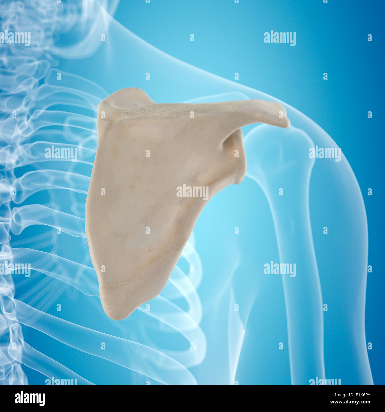 Human scapula computer artwork Stock Photo - Alamy