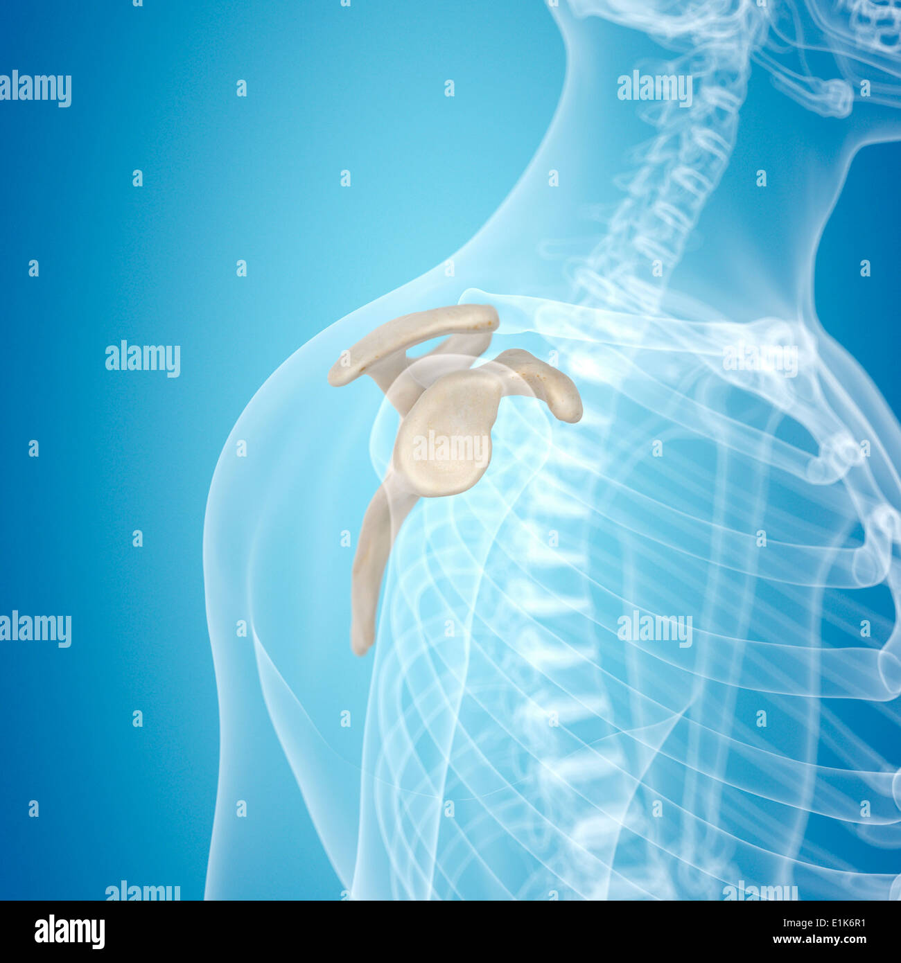 Scapula hi-res stock photography and images - Alamy